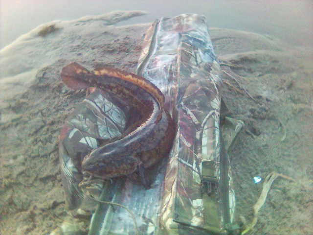 dongo - Menyhal - Haldorádó horgász áruház