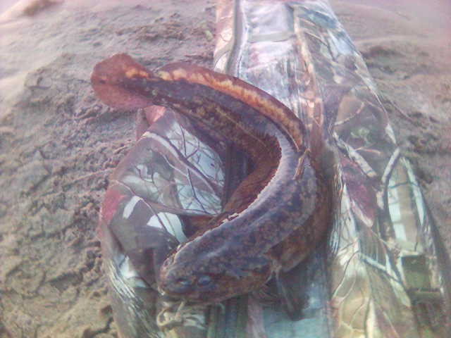 dongo - Menyhal - Haldorádó horgász áruház