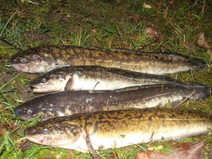 hydro2002 - Menyhal - Haldorádó horgász áruház