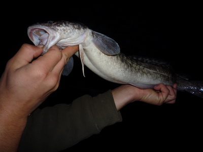 balazs92116 - Menyhal - Haldorádó horgász áruház