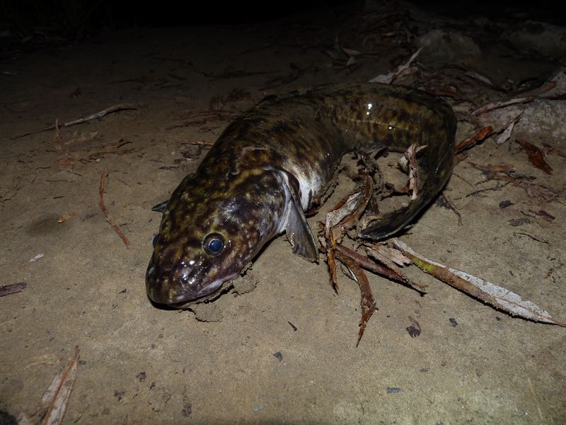 jesse-james - Menyhal - Haldorádó horgász áruház