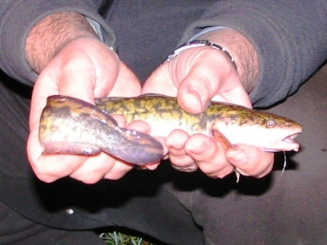 zalavazo - Menyhal - Haldorádó horgász áruház