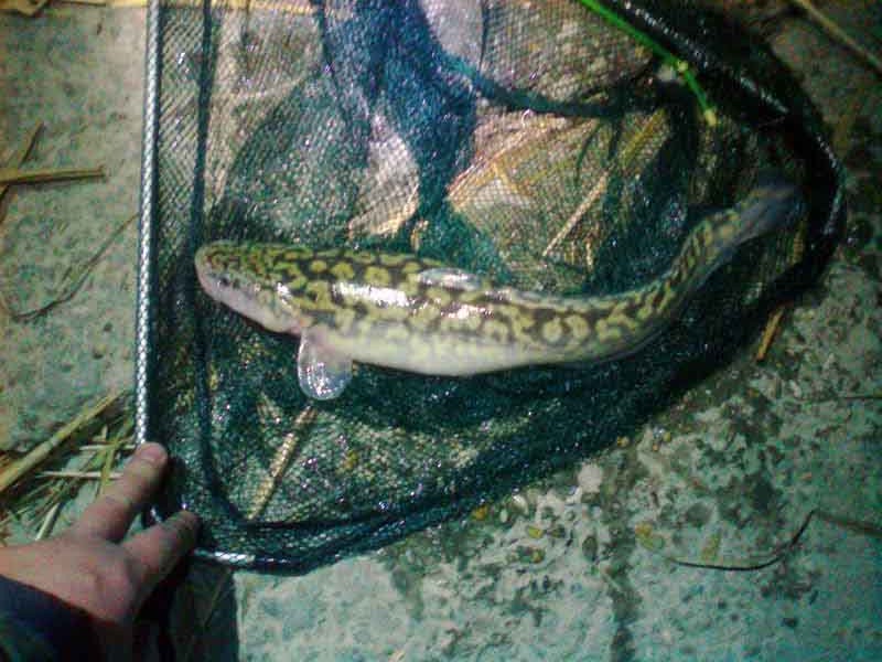 belloviczl - Menyhal - Haldorádó horgász áruház