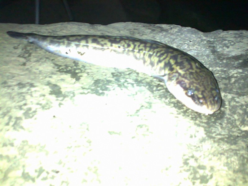 pryda - Menyhal - Haldorádó horgász áruház