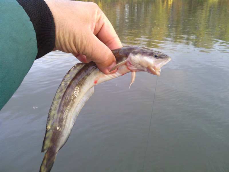 csabavtec - Menyhal - Haldorádó horgász áruház