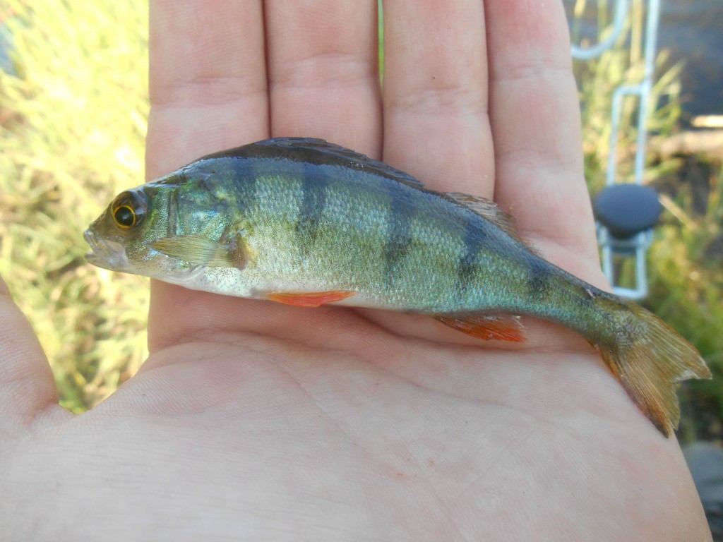 lacika002 - Naphal - Haldorádó horgász áruház