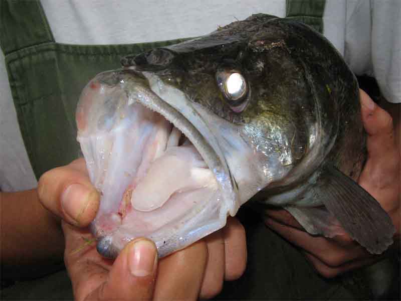 sauron21 - Süllő - Haldorádó horgász áruház