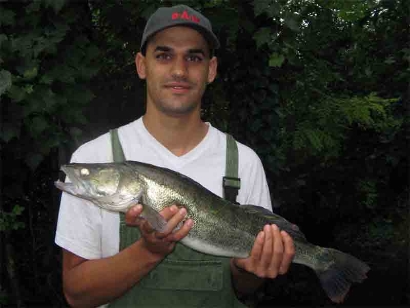 sauron21 - Süllő - Haldorádó horgász áruház