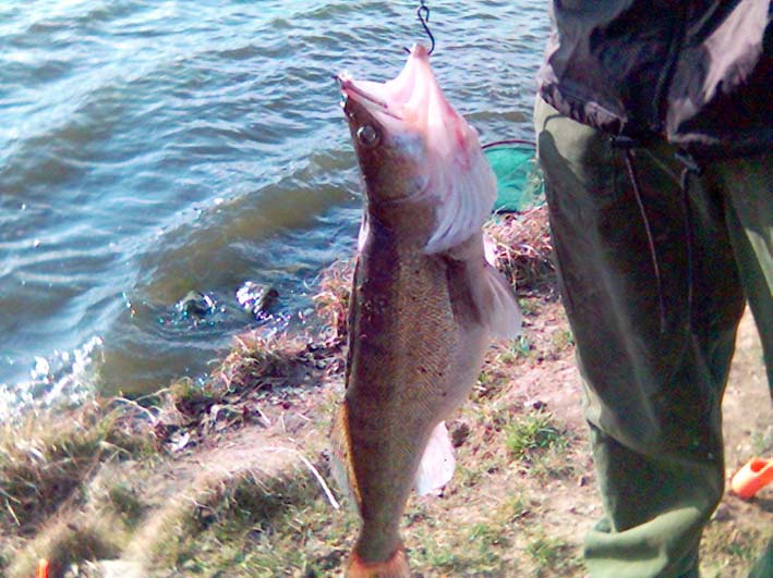 robag21 - Süllő - Haldorádó horgász áruház