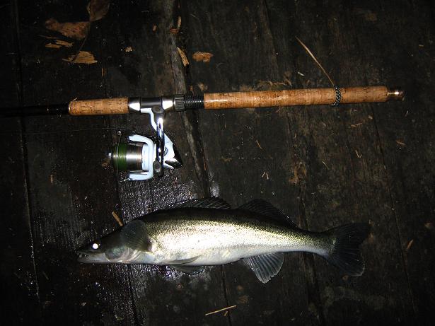 victorcnr - Süllő - Haldorádó horgász áruház