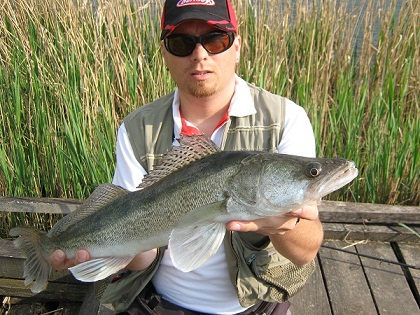 victorcnr - Süllő - Haldorádó horgász áruház