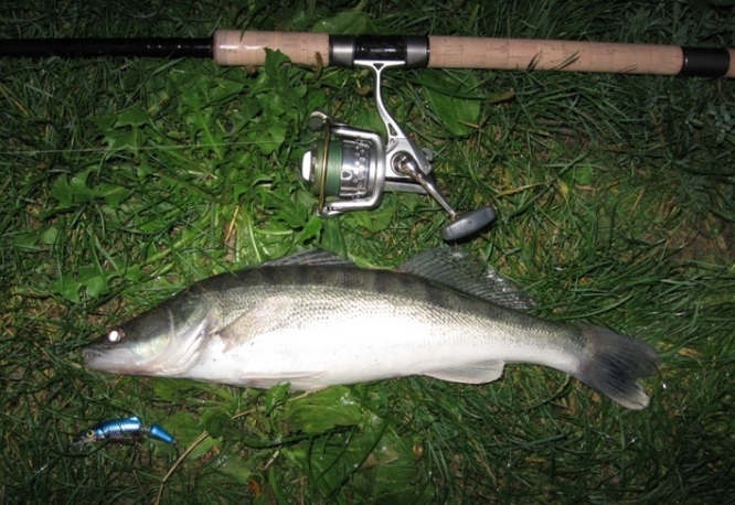 gigik - Süllő - Haldorádó horgász áruház