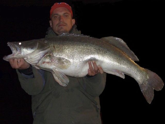 szentkiralyia - Süllő - Haldorádó horgász áruház