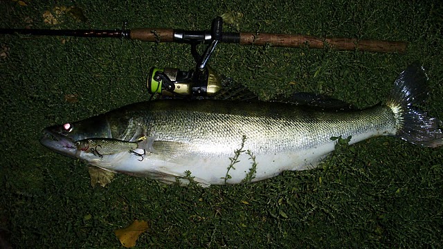 kisabra - Süllő - Haldorádó horgász áruház