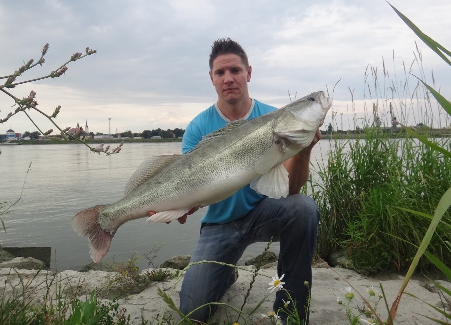 jimmba - Süllő - Haldorádó horgász áruház