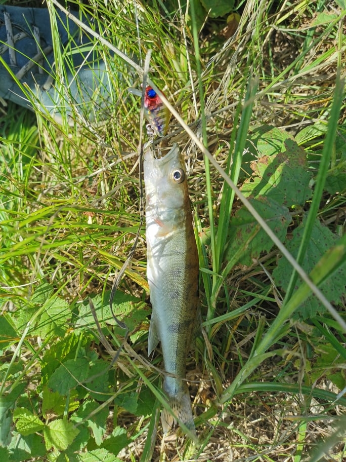 illeskese - Süllő - Haldorádó horgász áruház