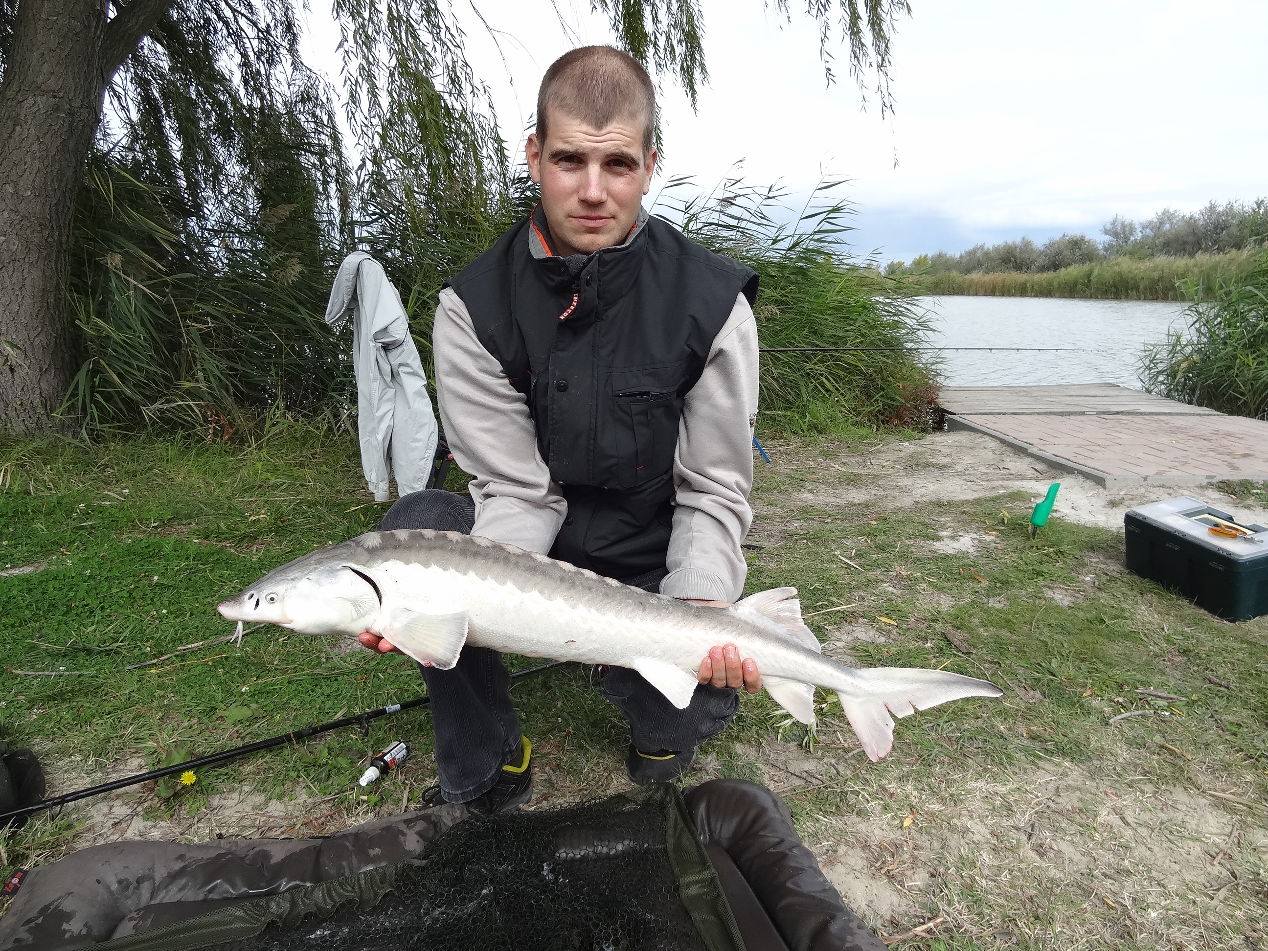 ravasz20 - Vágó tok (védett) - Haldorádó horgász áruház